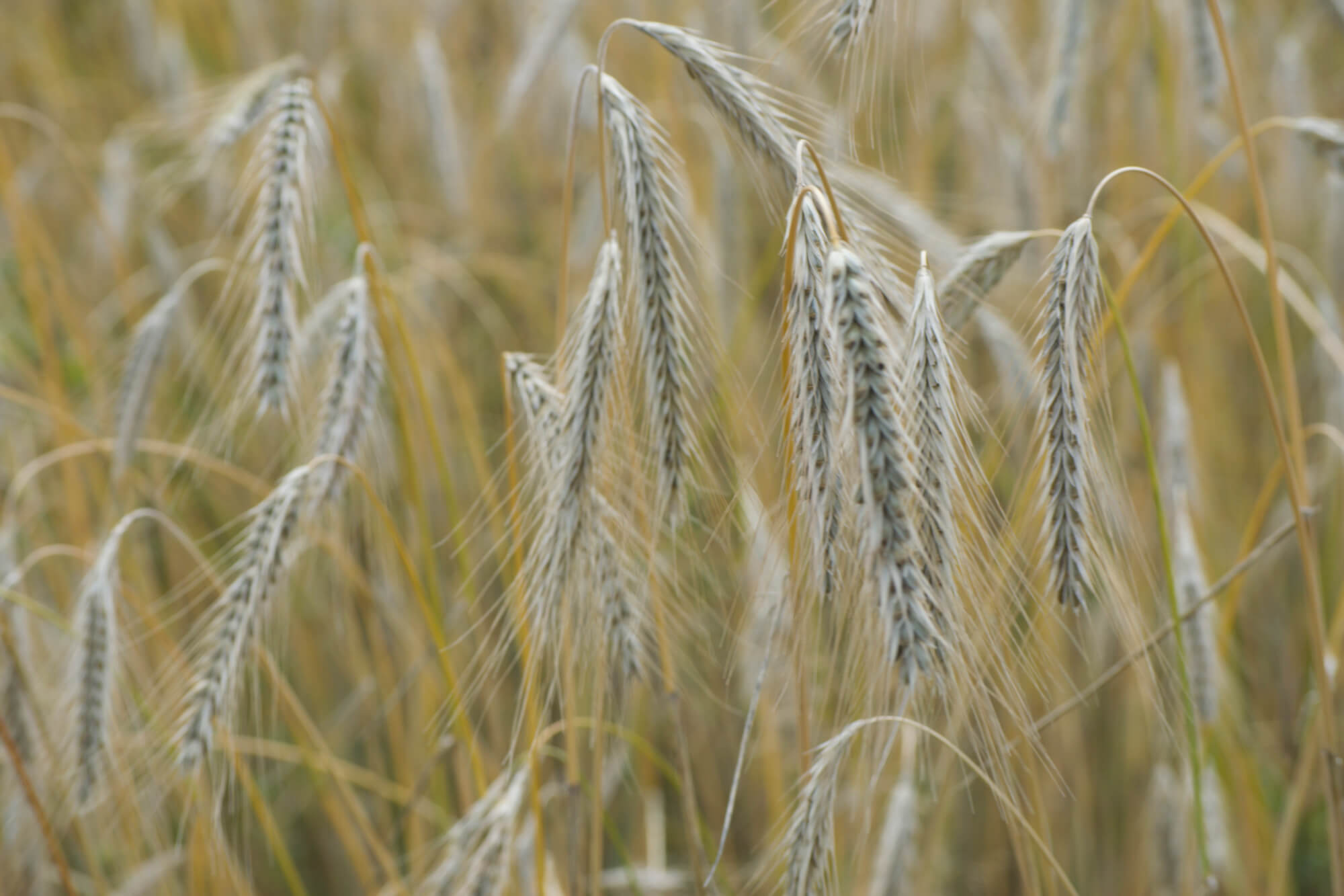 Graanproducten – Natuurlijk bij Agnes